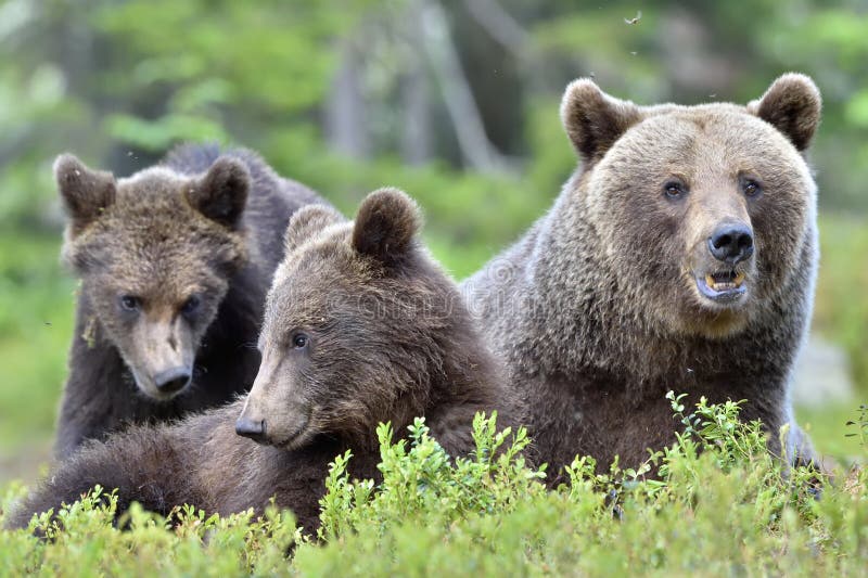 Ella-oso y oso-cachorros foto de archivo. Imagen de habitantes - 77622874