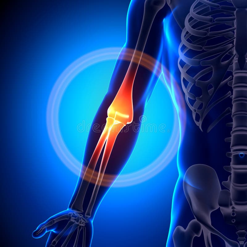 Anatomie Des Ellenbogens - Knochenanatomie Stock Abbildung ...