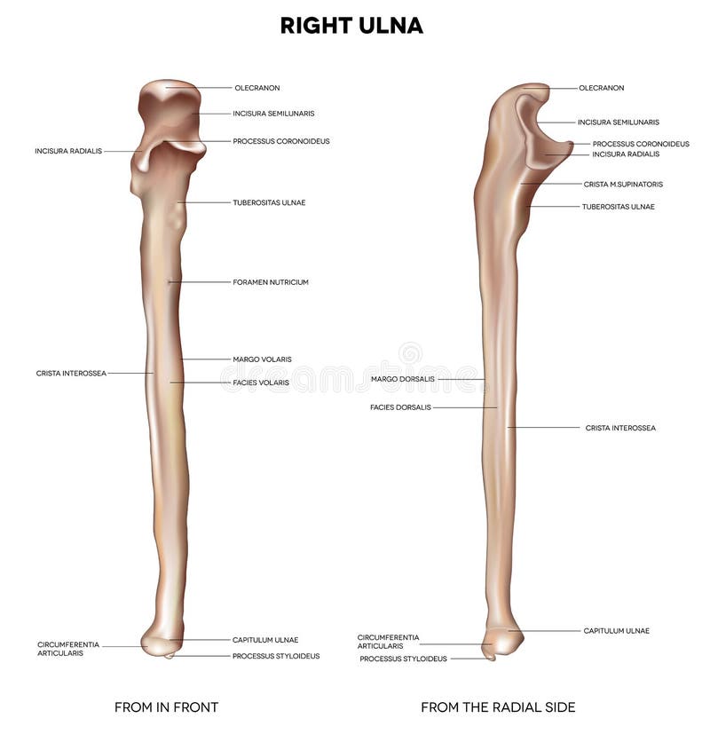 Ulna – Von Vorne Und Radialer Seite Vektor Abbildung - Illustration von ...