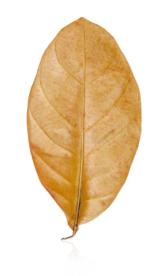 Ellipse Yellow Dry Leaf Shape Isolated on White Stock Image - Image of ...