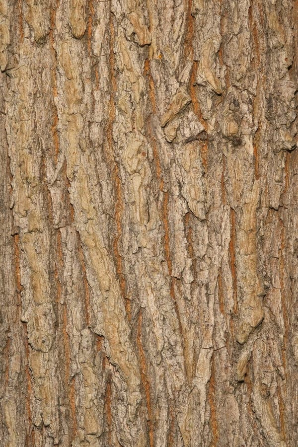Elm bark stock image. Image of nature, trunk, flora, bark - 15978041