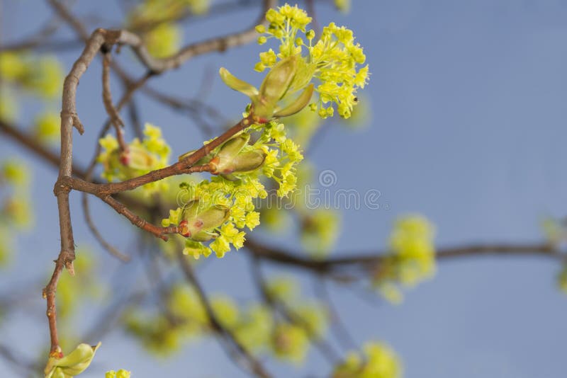 Elm Blossom in Early Springtime Stock Photo - Image of sunlit, fruit ...