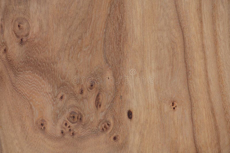 Elm board texture stock photo. Image of structure, natural - 360574740
