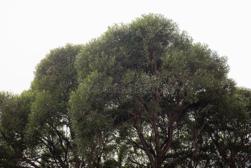 Elm crown stock image. Image of crown, summer, park, autumn - 99617655