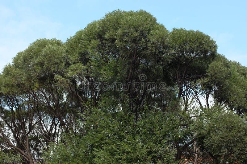 Elm crown stock photo. Image of autumn, green, bark, branches - 99632212