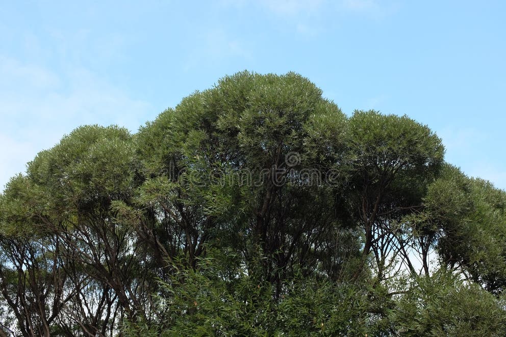 Elm crown stock photo. Image of tree, branches, trunk - 99700340