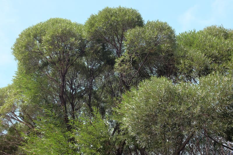 Elm crown stock photo. Image of summer, nature, outdoor - 99700624