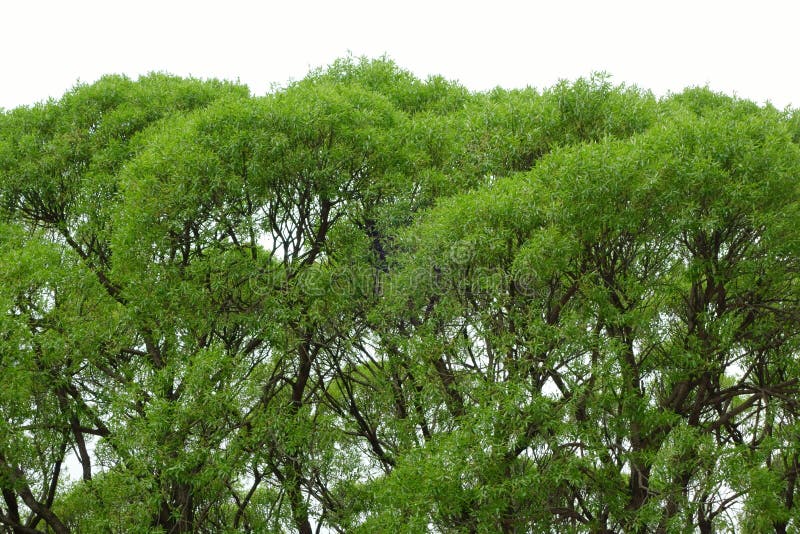 Elm crown stock photo. Image of spring, crown, leaves - 117880494