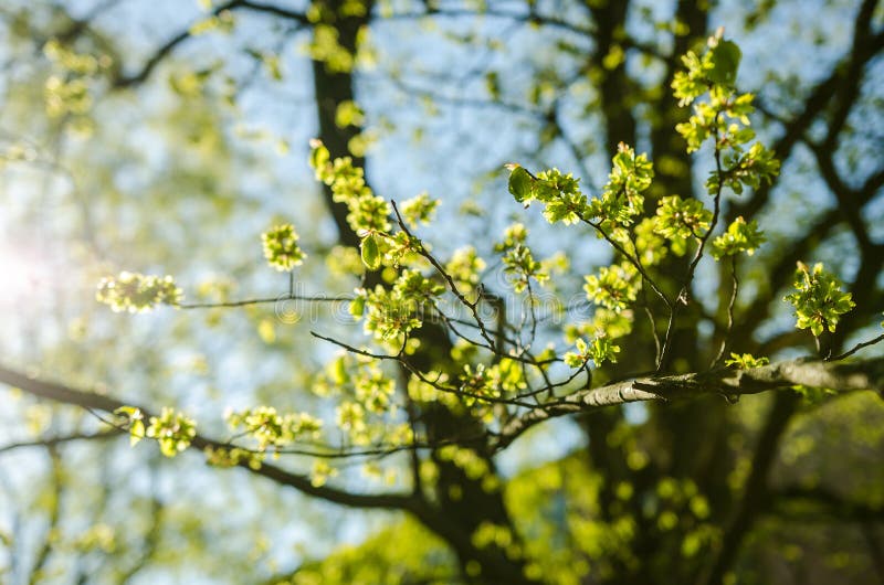 Elm flowers, spring stock photo. Image of sunny, minor - 40794012
