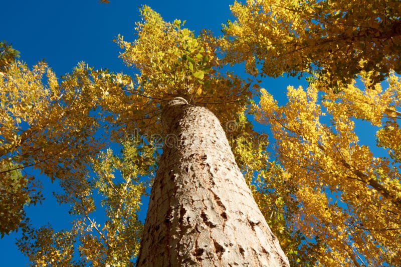 5,782 Elm Forest Stock Photos - Free & Royalty-Free Stock Photos from ...