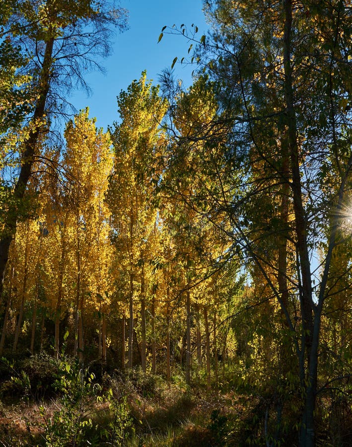 5,782 Elm Forest Stock Photos - Free & Royalty-Free Stock Photos from ...