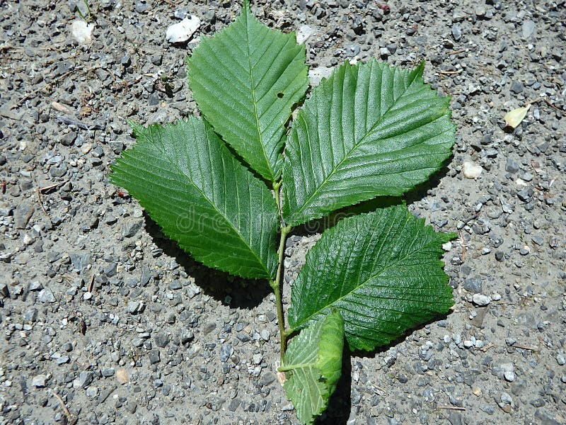 Elm green leaf stock image. Image of color, backdrop - 91510387