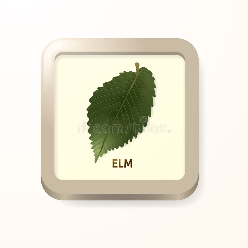 Elm Leaf. Vector Illustration Decorative Design Stock Vector ...