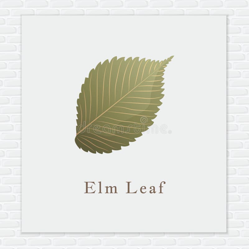 Elm Leaf. Vector Illustration Decorative Design Stock Vector ...