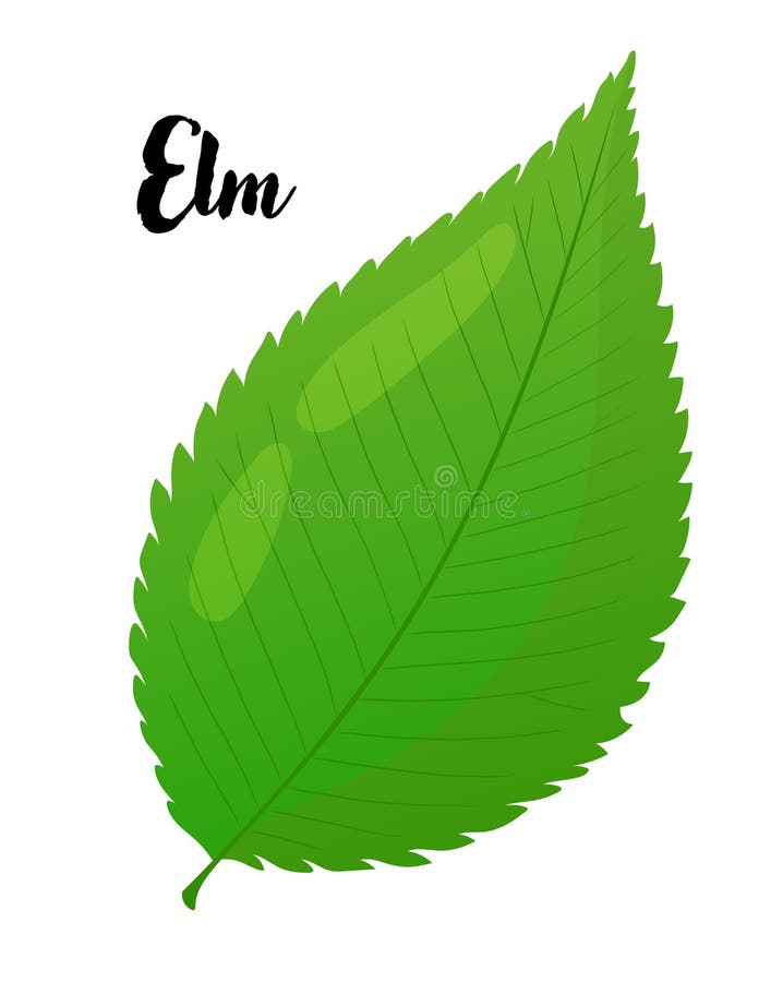 Elm Leaf Vector Illustration. Leaves, Botanical Design Element ...