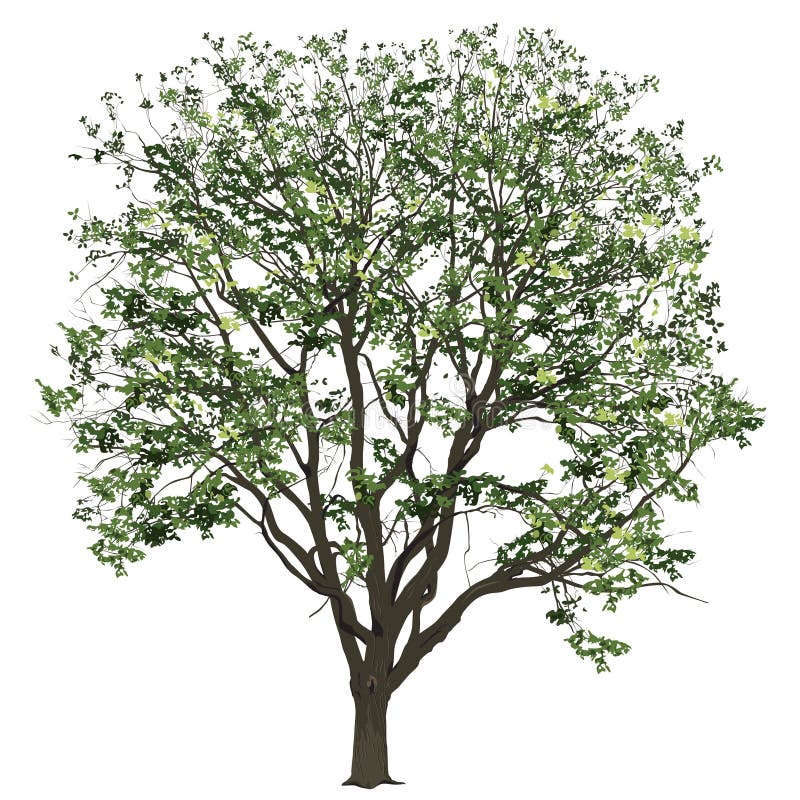 Elm Stock Illustrations – 5,501 Elm Stock Illustrations, Vectors ...