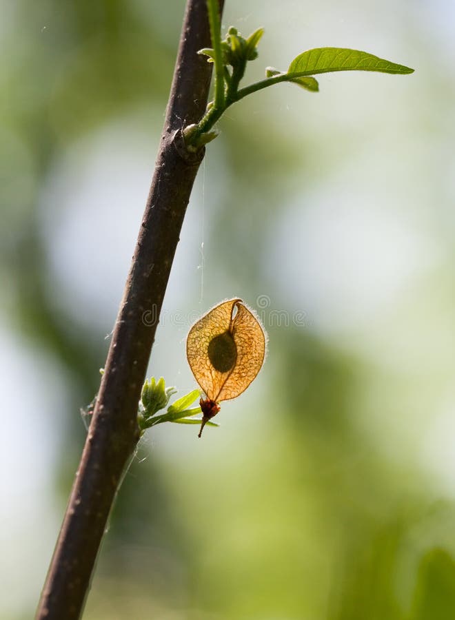 Winged Elm Fruit Stock Photos - Free & Royalty-Free Stock Photos from ...