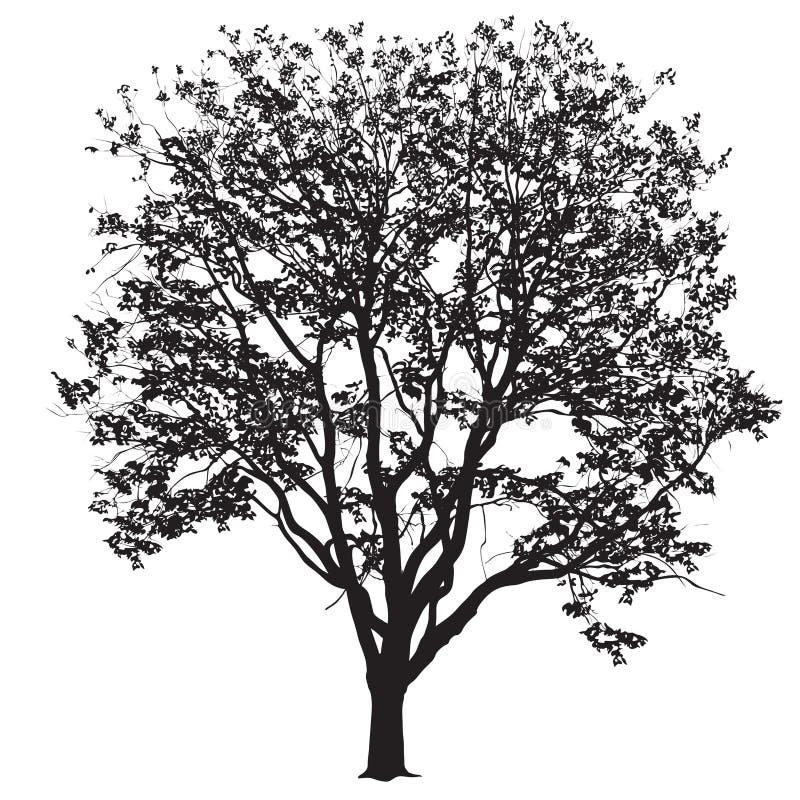 Elm silhouette with leaves stock vector. Illustration of drawing - 95156510