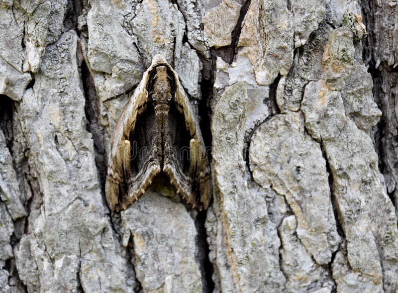 Elm Sphinx Stock Photos - Free & Royalty-Free Stock Photos from Dreamstime