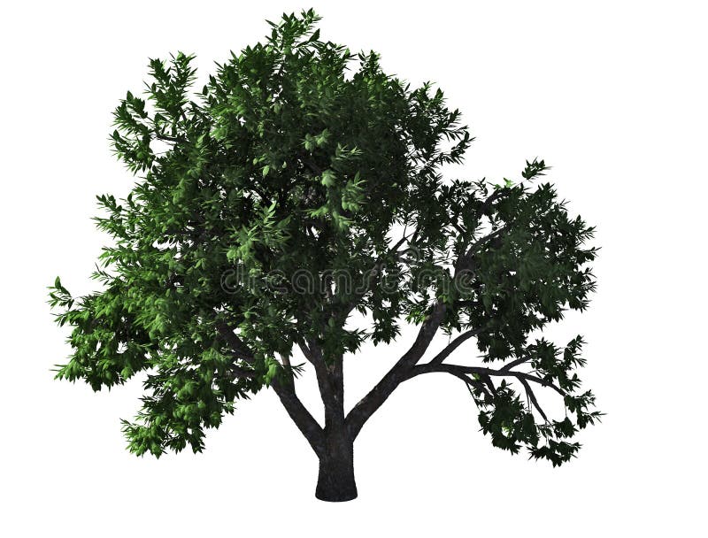 Trees Top View for Landscape Vector Illustration. Stock Vector ...