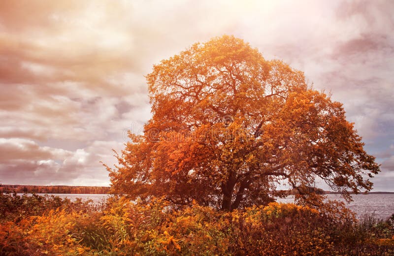 Elm tree in autumn colors stock photo. Image of orange - 94783688
