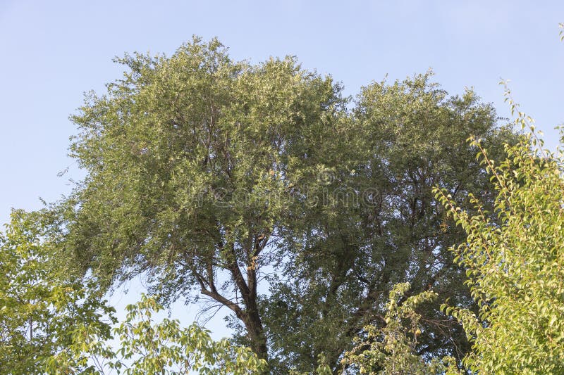 Elm Tree on a Background of Blue Sky in the Park Stock Image - Image of ...