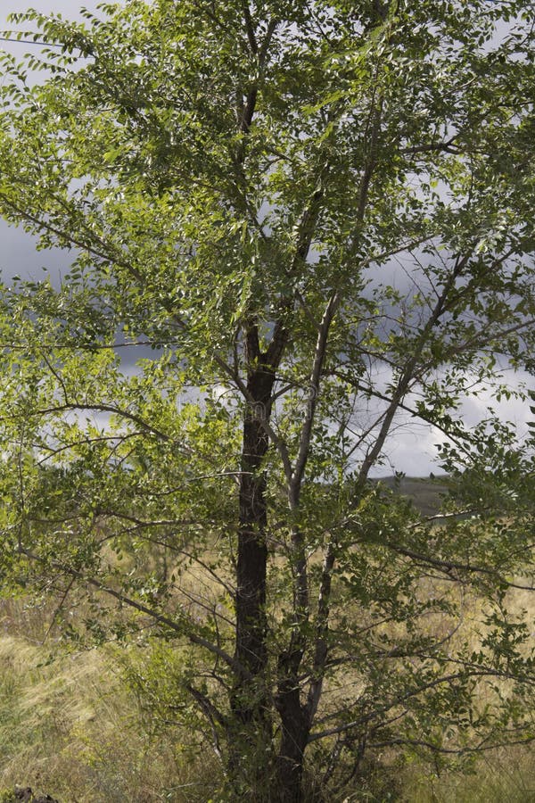 Elm tree. Tree background stock image. Image of dendrology - 198465077