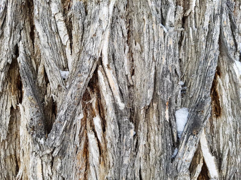 Elm tree bark stock photo. Image of texture, winter - 104135210