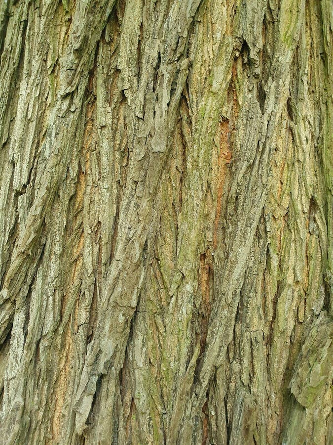 Elm Tree Bark Close Up stock image. Image of natural - 191802337