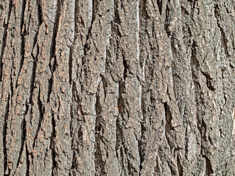 The Bark of an Old Elm Tree is Dotted with Rough Cracks and Furrows ...