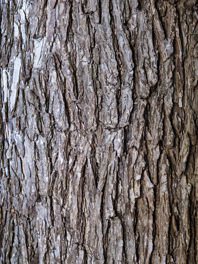 Elm Tree Bark stock photo. Image of wild, growth, beetle - 36960060