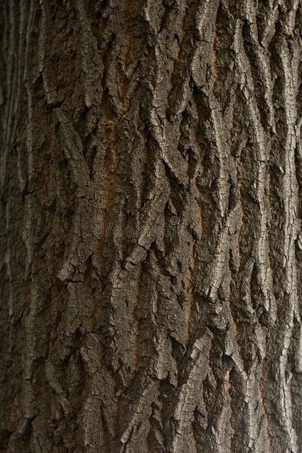 Elm Tree Bark Tree Texture Background Stock Image - Image of gray ...