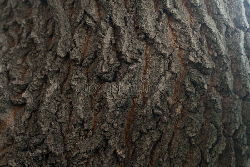Elm Tree Bark Tree Texture Background Stock Image - Image of surface ...