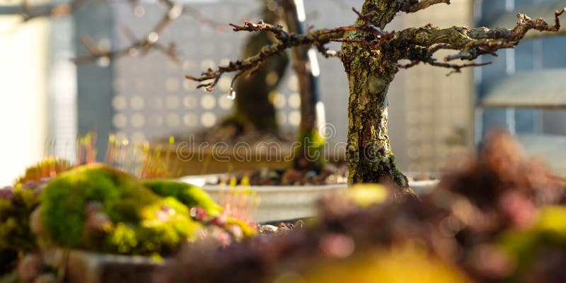 Elm Tree with Bark and Twigs Stock Photo - Image of plant, panorama ...