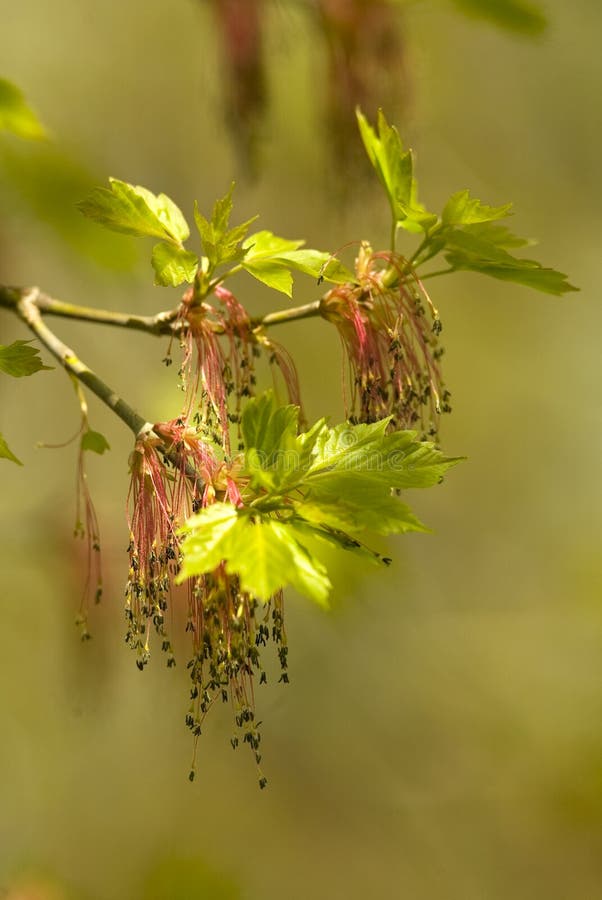 Acer negundo in bloom stock image. Image of background - 5116065
