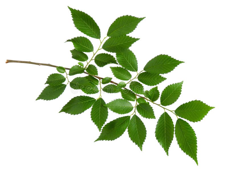 Elm Tree Branch with Green Leaves Isolated on White Background Stock ...