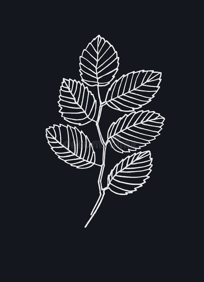 Elm Tree Branch Vector Line Art Stock Vector - Illustration of outline ...