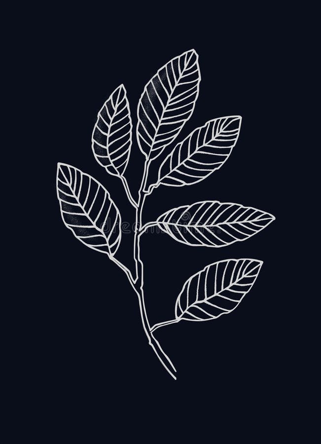 Elm Tree Branch Vector Line Art Stock Vector - Illustration of outline ...