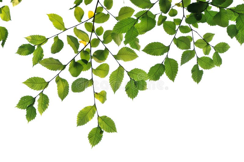 Tree Branches on White Background Stock Image - Image of forest, botany ...