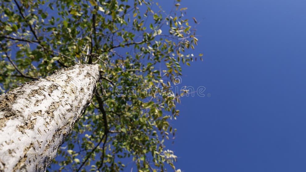 Elm Tree Branches with Leaves Waving in Front of the Blue Sky Stock ...