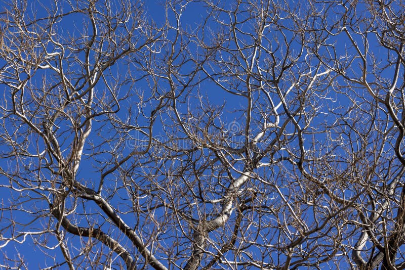 Elm Tree Branches and Limbs Backed by a Blue Sky Stock Image - Image of ...
