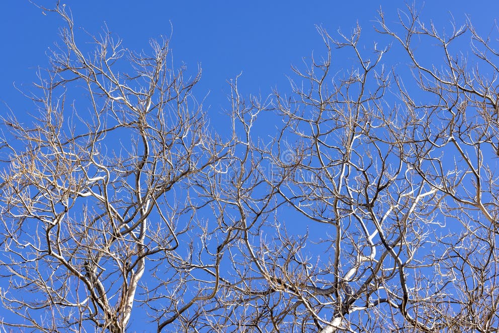 Elm Tree Branches and Limbs Backed by a Blue Sky Stock Image - Image of ...