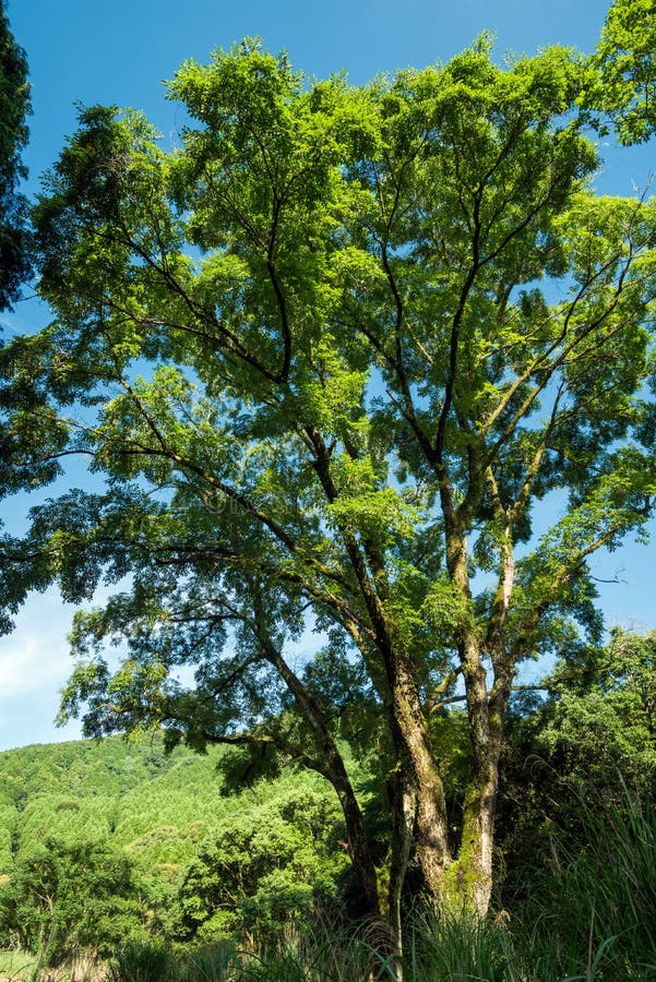 Large elm tree stock image. Image of blue, spring, bright - 36626167