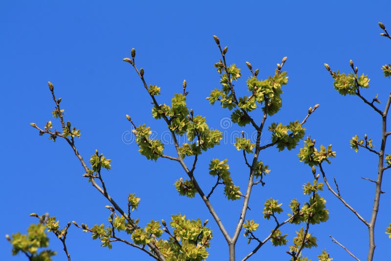 Elm tree, bud and samara stock image. Image of ulmus - 101933883
