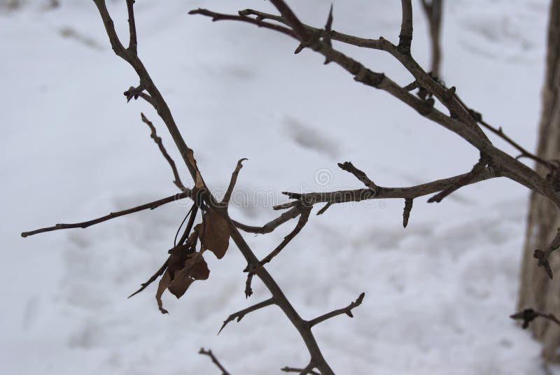 Elm Tree Buds and Leaves in Winter Stock Photo - Image of natural ...