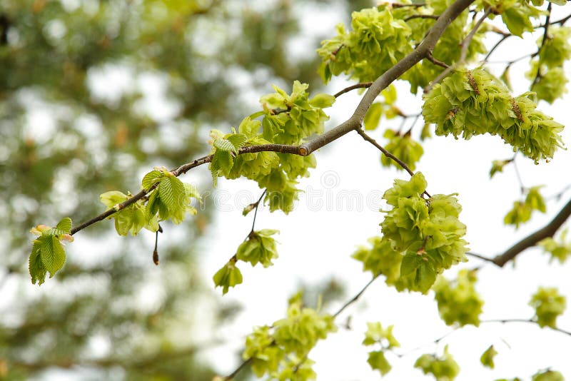 The Elm Tree of Camperdown with Small Bright Green Leaves Stock Photo ...