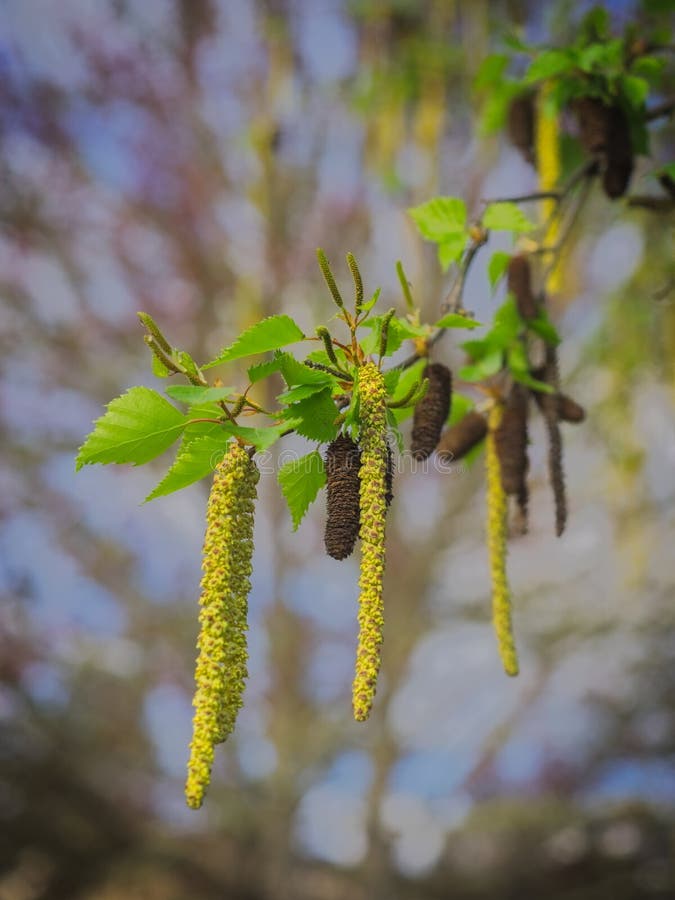 Elm tree catkins in spring stock photo. Image of catkins - 97478236