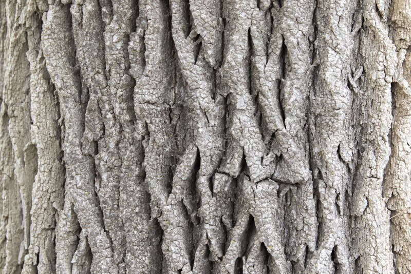 Tree Bark Texture stock photo. Image of details, closeup - 116760128