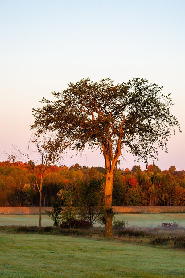 Elm Tree and Colorful Leaves To Mark the Start of a Wisconsin Fall ...