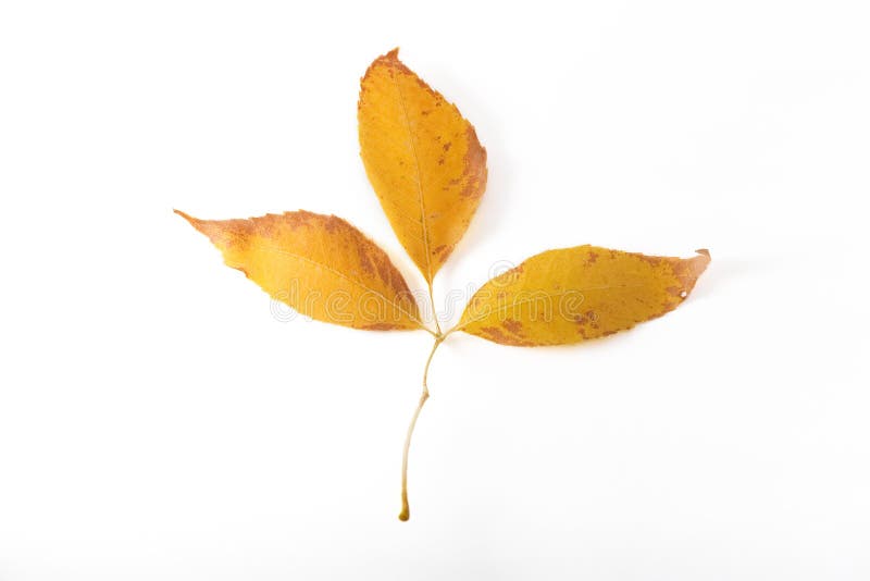 Elm Tree Fall Leaves Islolated Stock Photo - Image of single, nature ...